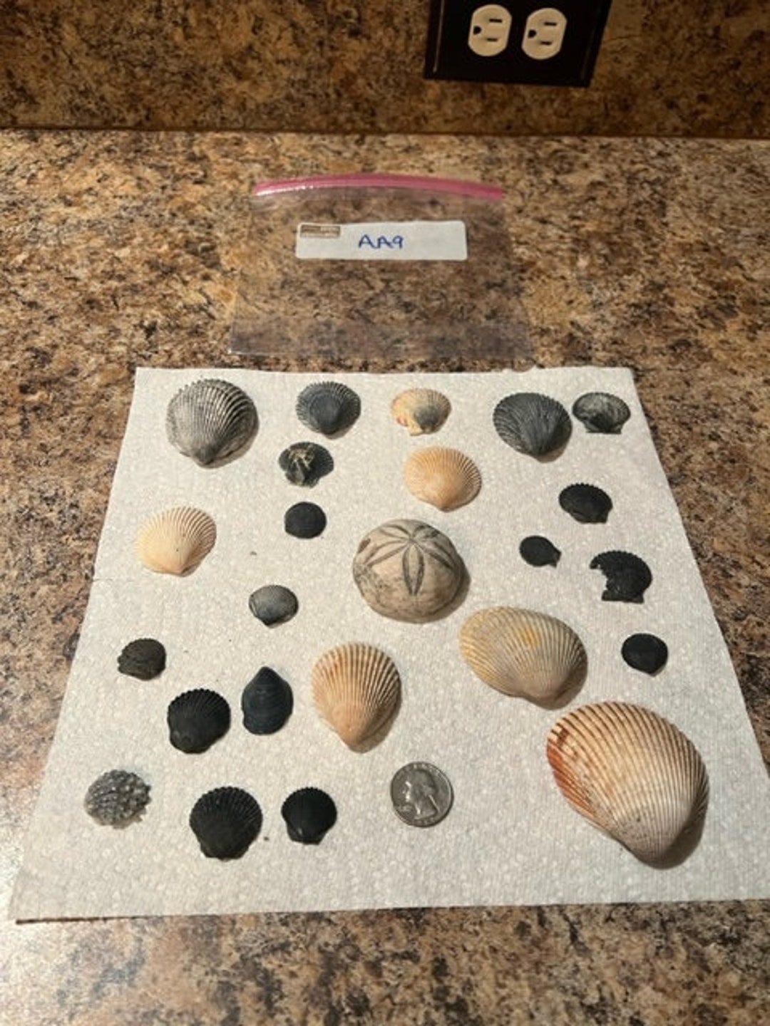 Ocean Assortment Shells Sea Biscuit Fossils Carolina - Etsy