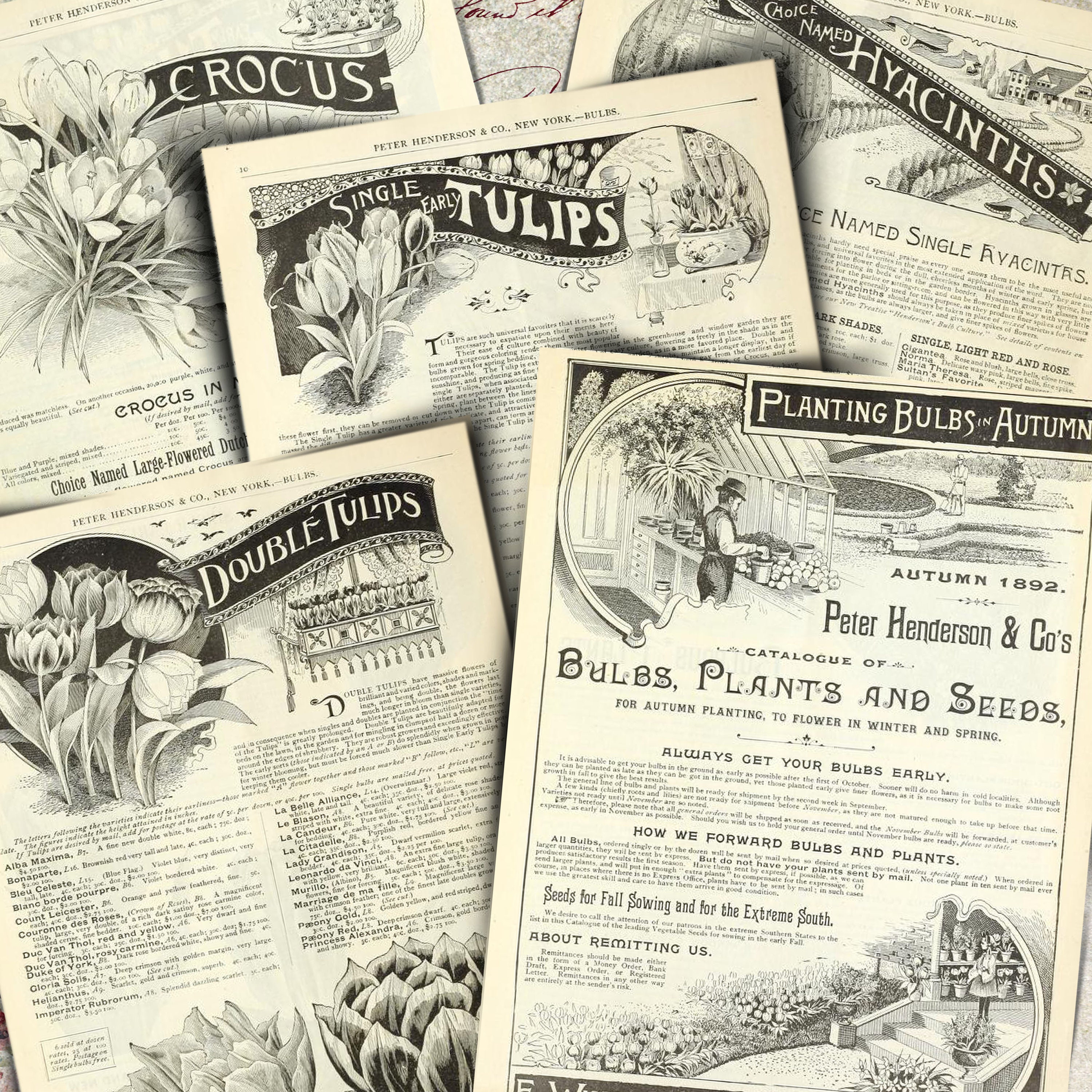 1892 Spring Bulb Catalogue Pages - Ink Saver - Etsy