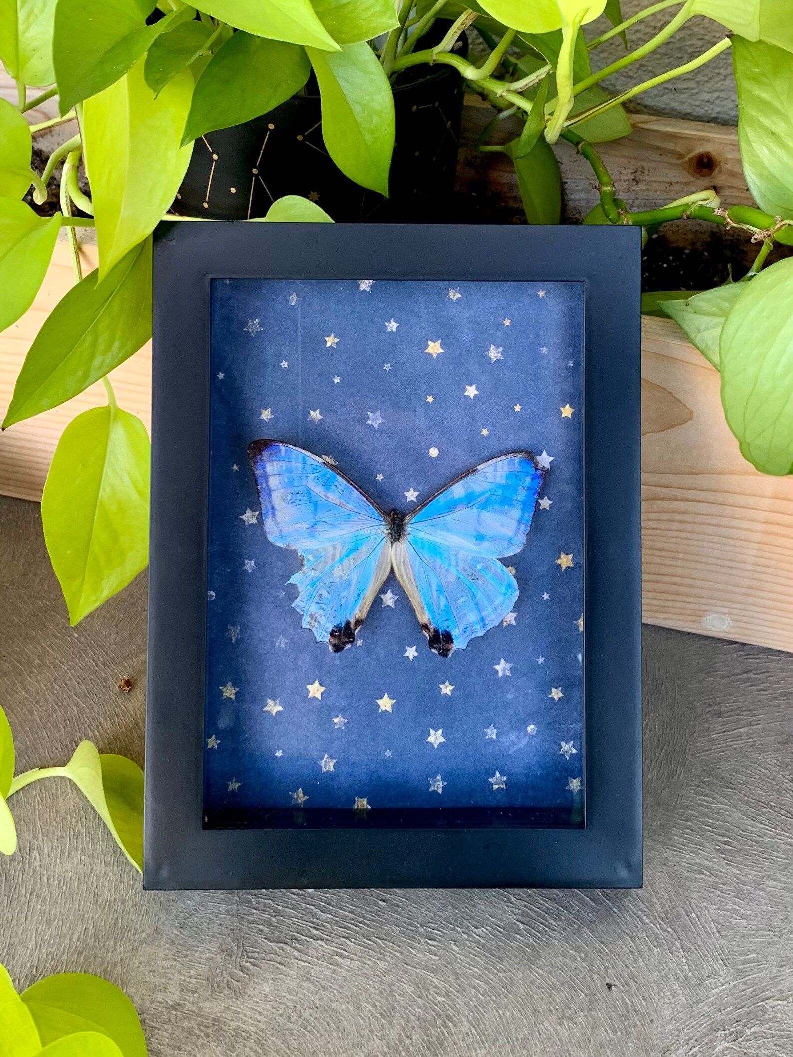 Framed Morpho Sulkowskyi Sulkowsky’s Morpho Butterfly Gift for ...
