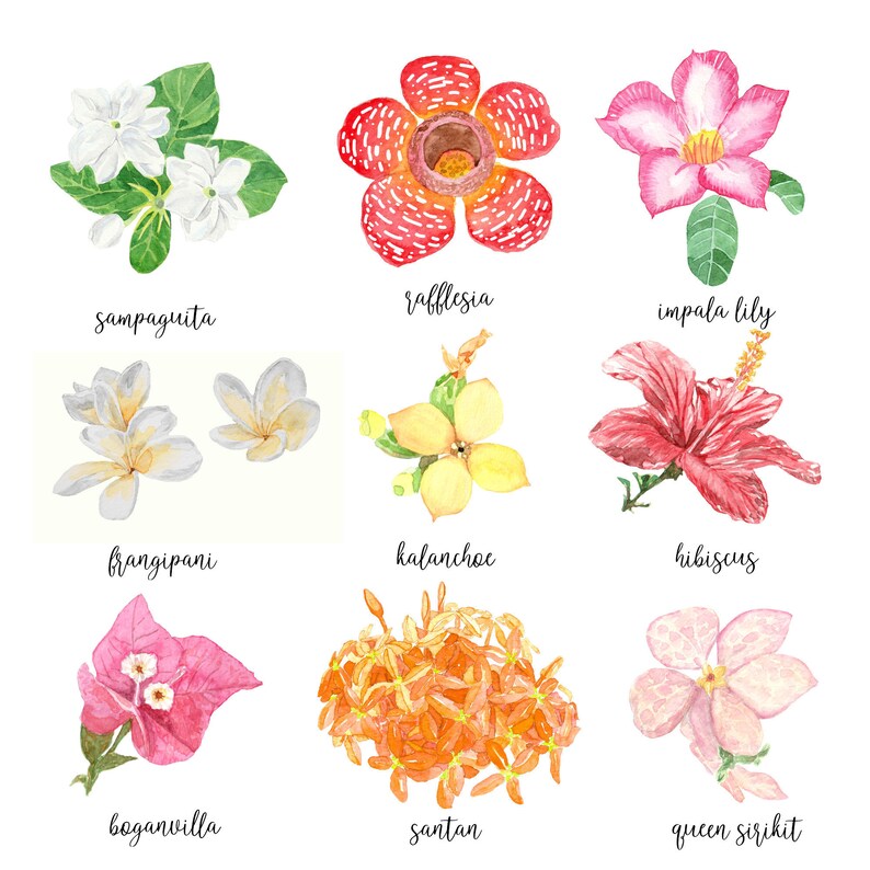 Philippine Flowers Clip Art PNG Format - Etsy