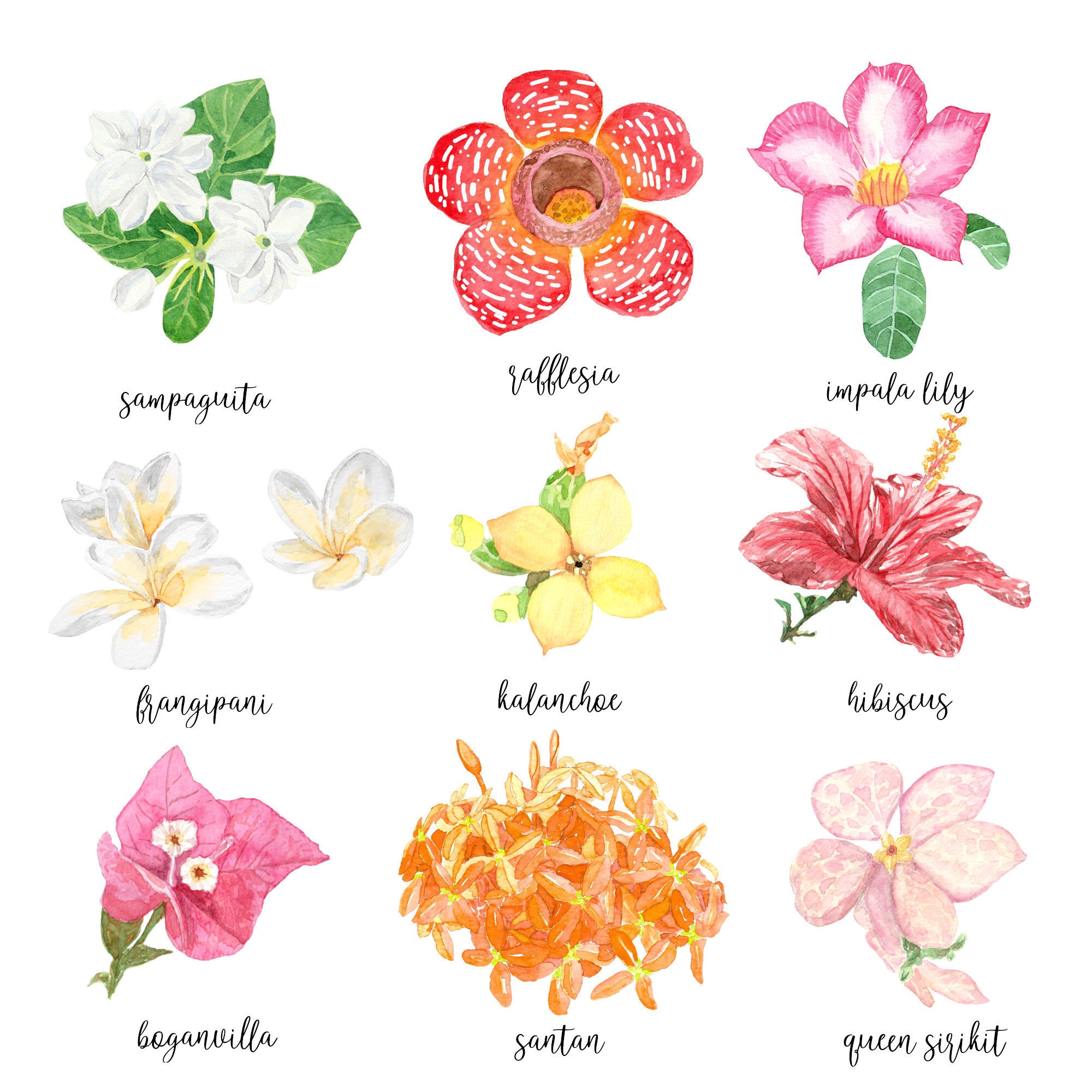 Philippine Flowers Clip Art PNG Format - Etsy
