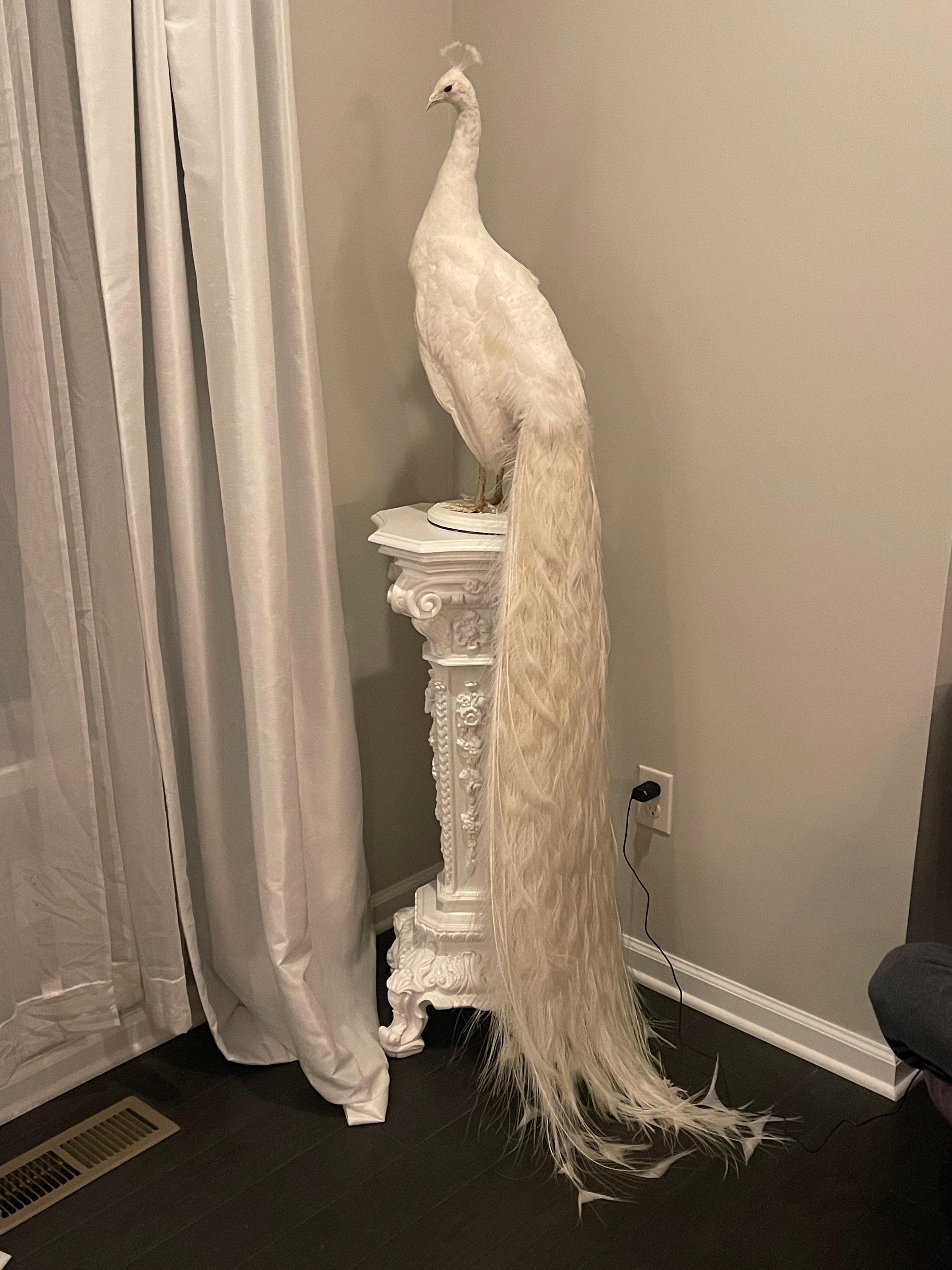 Beautiful White Peacock Etsy