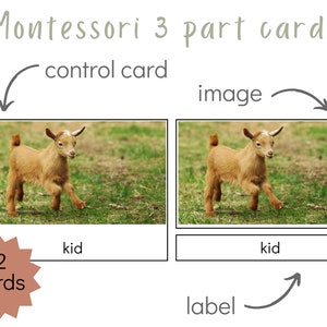 Montessori 3 Part Cards, Safari LTD Toob Farm Babies, Nomenclature ...