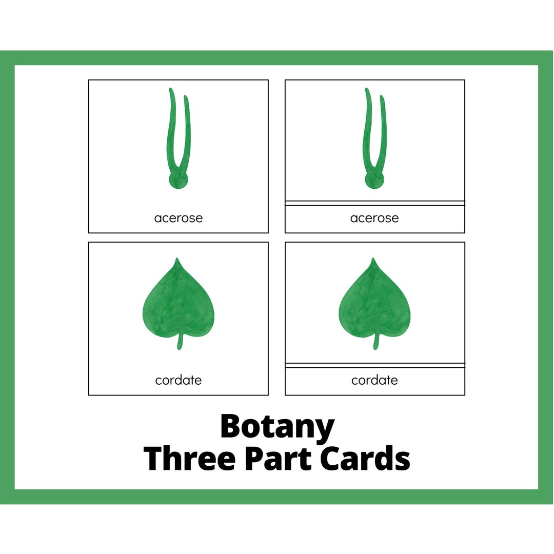 Montessori Watercolor Botany Bundle - Etsy