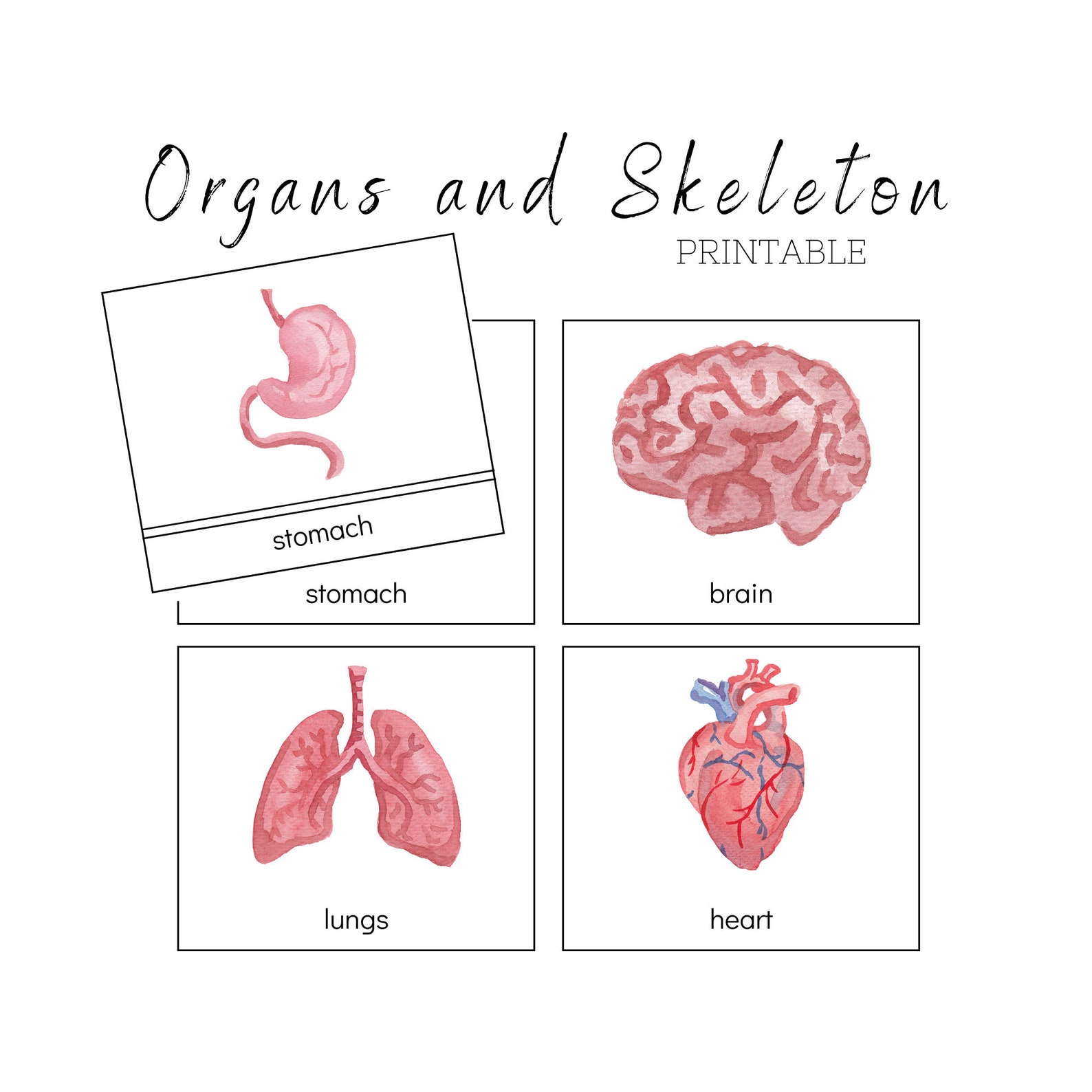 ORGANS, Halloween, Montessori Three Part Cards, Safari LTD Toobs, Flash ...