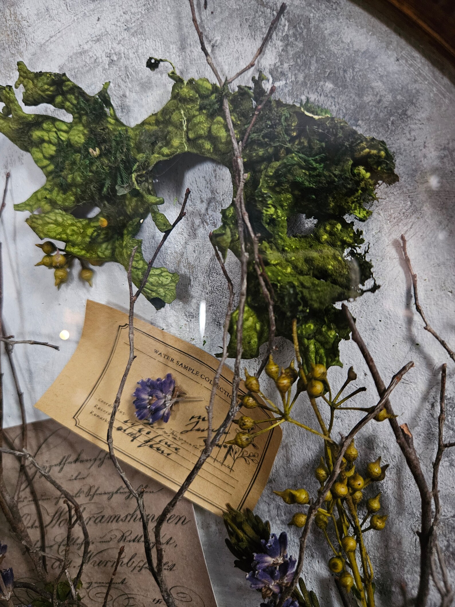 Large Oval Convex Frame Dried Flower Botanical Art Handmade - Etsy