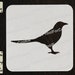 Magpie Stencil - Etsy