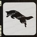 Coyote Stencil, Wolf Stencil - Etsy