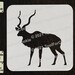 African Antelope Stencil - Etsy