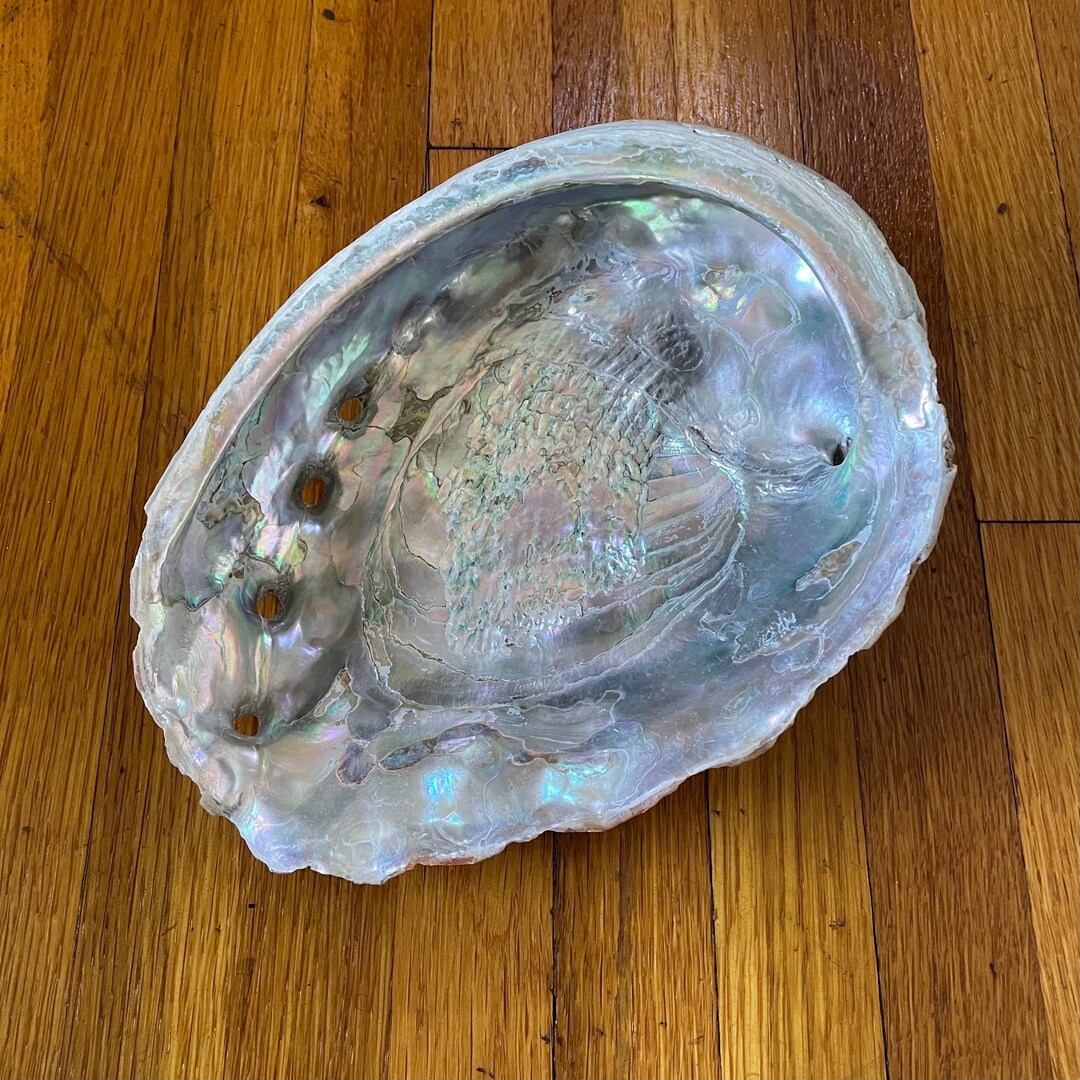 Abalone Shell Iridescent Ocean Sea Beach Decor Marine Life 8" - Etsy