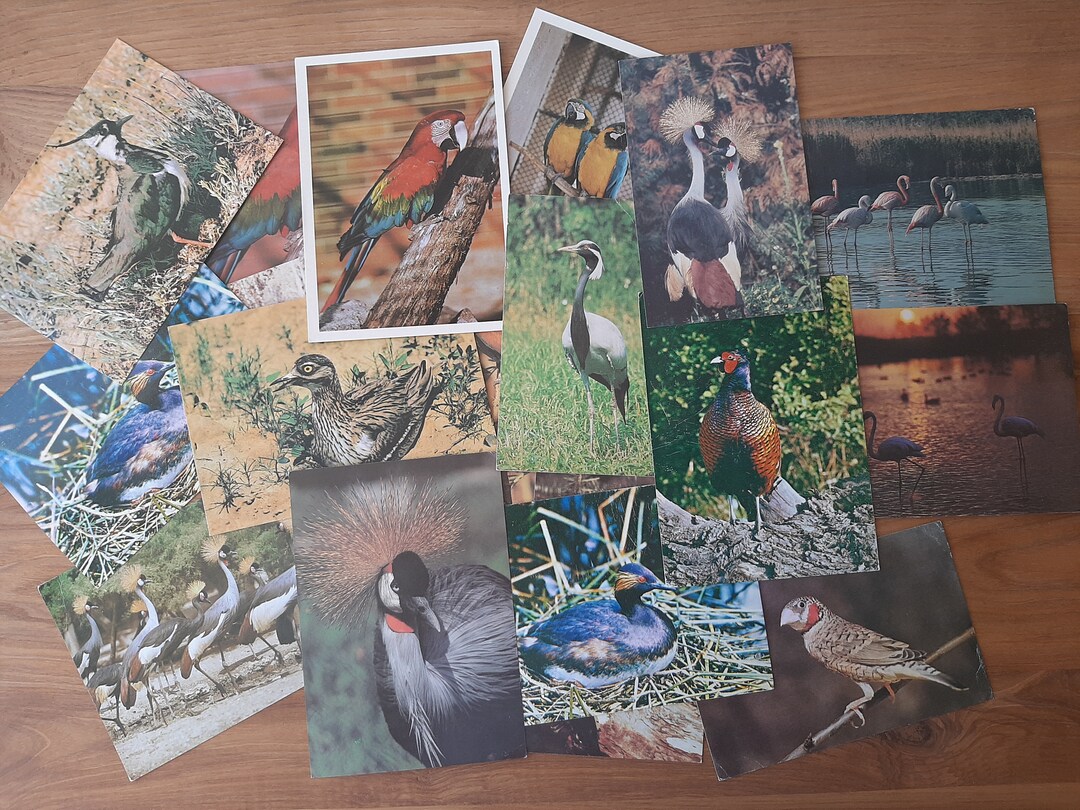 Vintage Bird Postcard Set: Nature Guide Illustrations, Set of 19 - Etsy