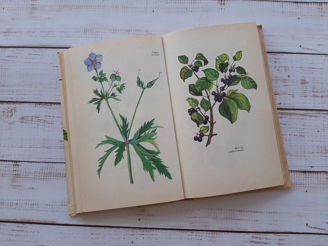 Medicinal Plants - Vintage Botany Book With Beautiful Color Drawings ...