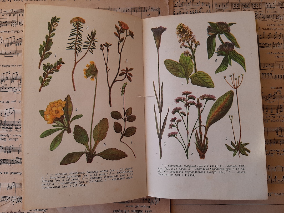 Botanical Vintage Book With Color Drawings and Black and White ...