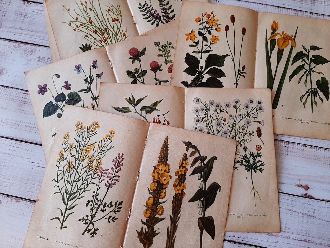 Vintage Botanical Book Pages 8 Double Pages Medicinal Plants Flower ...