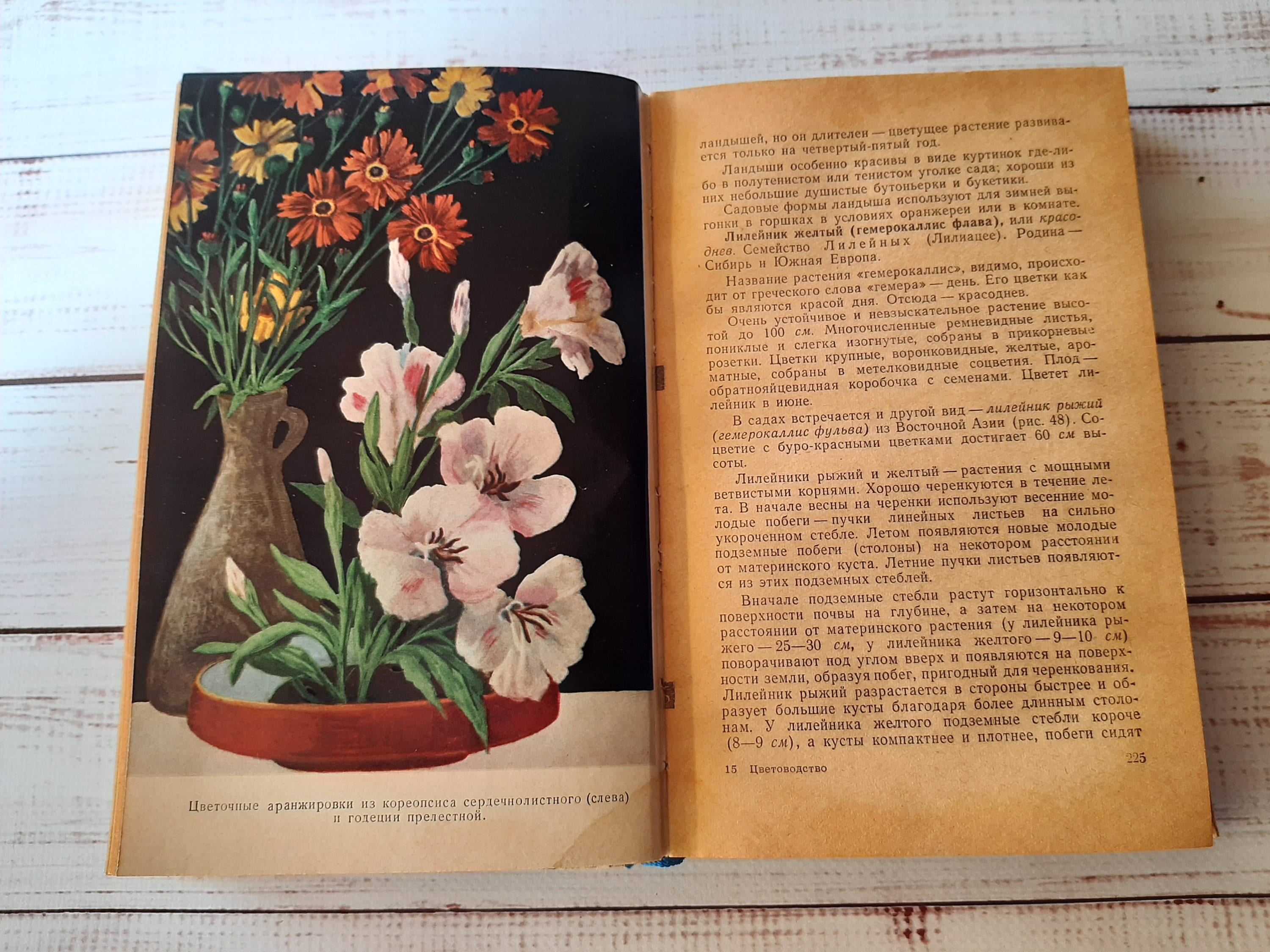 Vintage Botanical Book Plants Drawings Beautiful Color Drawings Wild ...