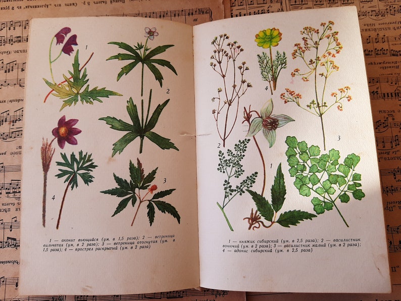 Botanical Vintage Book With Color Drawings and Black and White ...