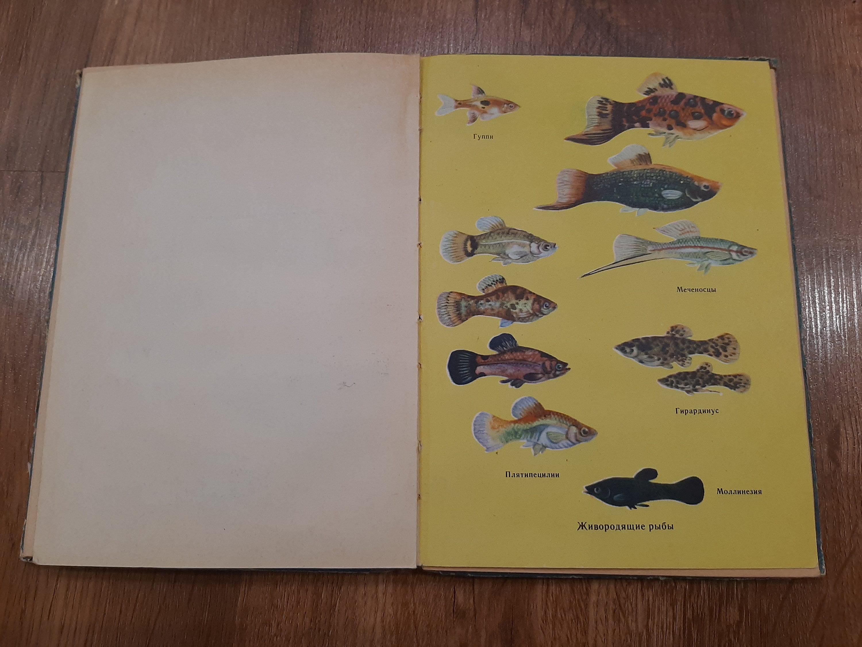 Aquarium Fish Vintage Book 60s Fish Color Black and White - Etsy