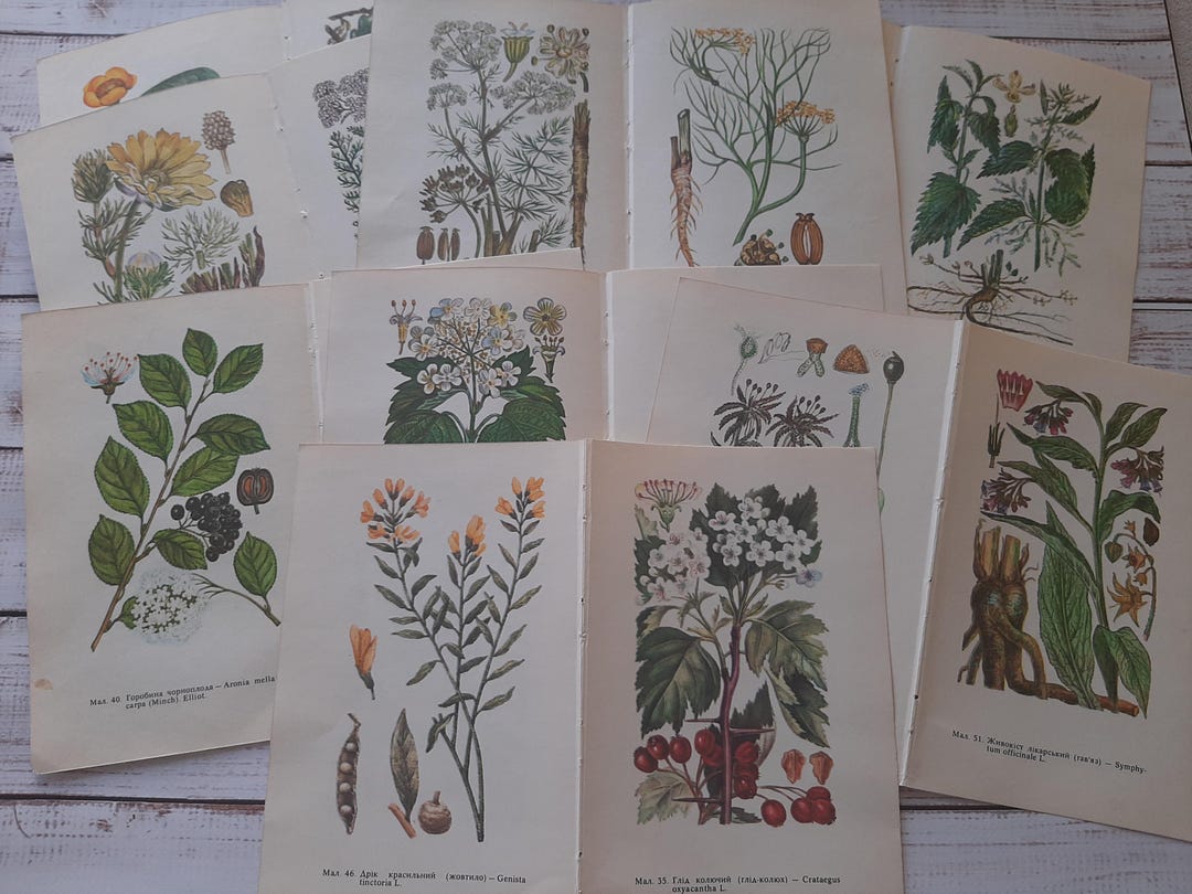 Vintage Botanical Book Pages 8 Double Pages Medicinal Plants Flower ...