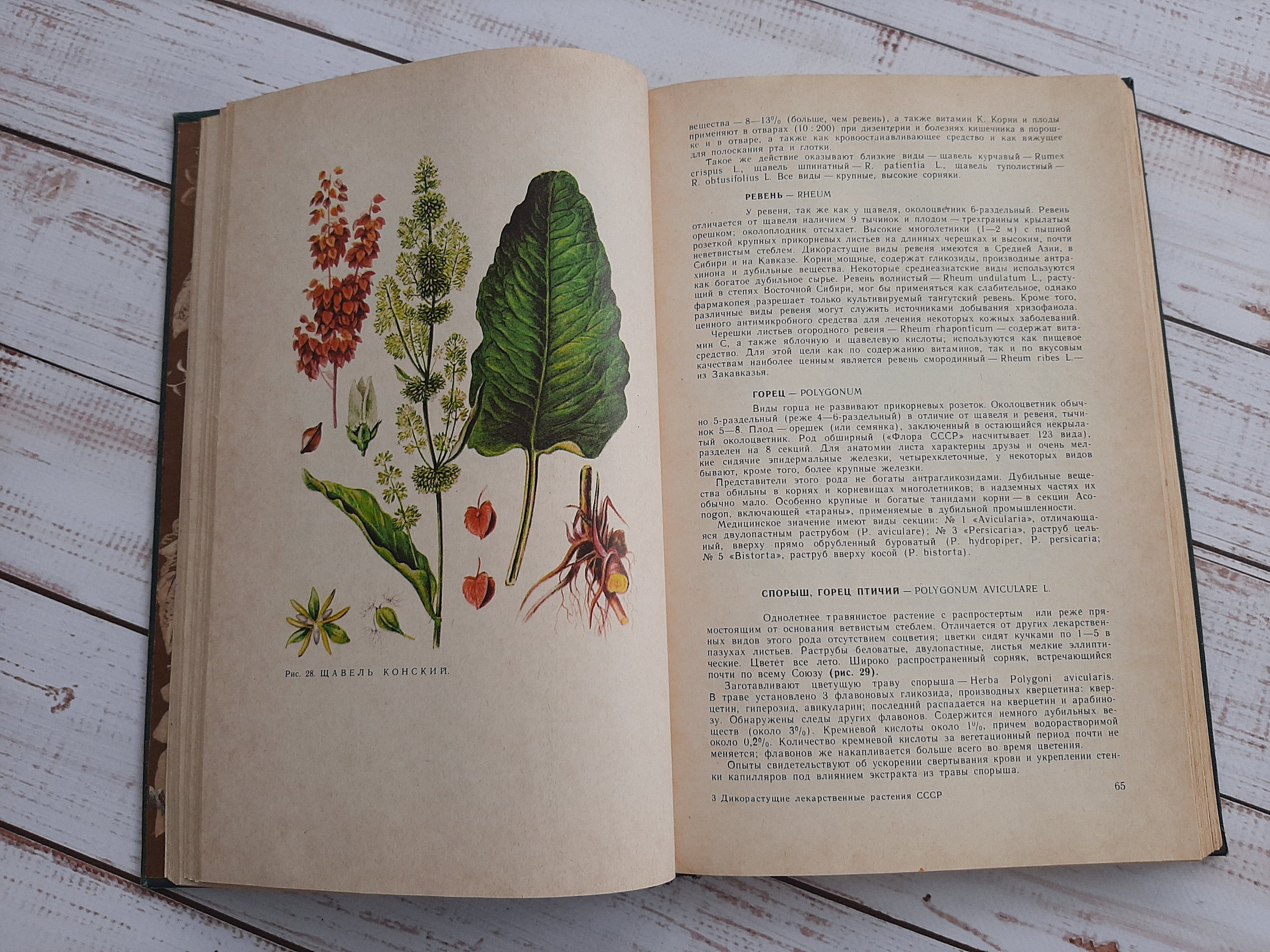 Botanical Illustrations of Herbs in Vintage Botanical Book More Then ...