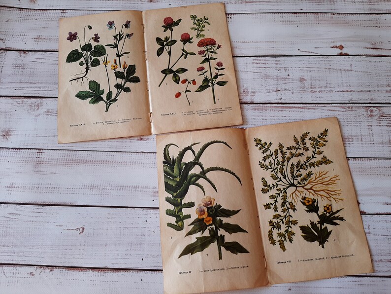 Vintage Botanical Book Pages 8 Double Pages Medicinal Plants Flower ...