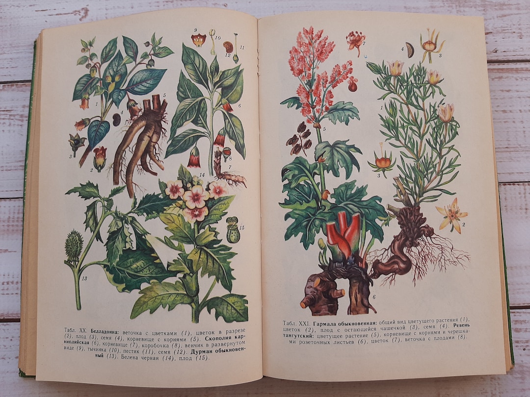 Botanical Vintage Book With Color Drawings and Black and White ...