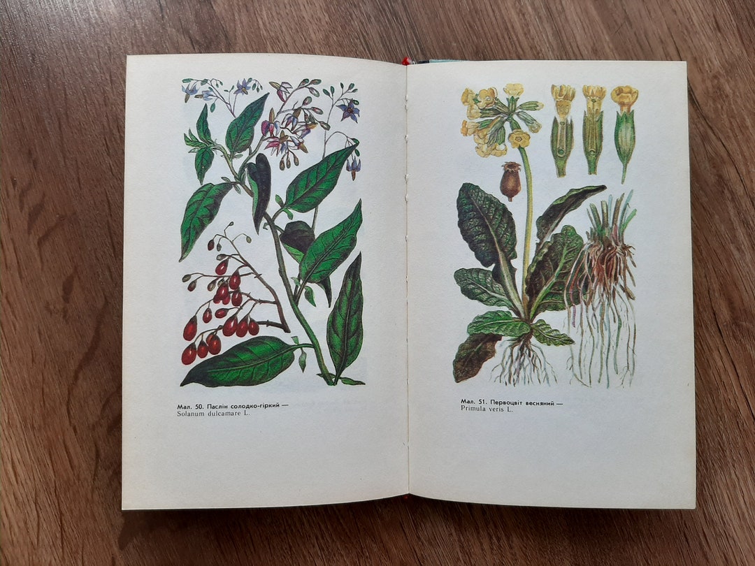 Botanical Illustrations of Herbs in Vintage Botanical Book - Etsy