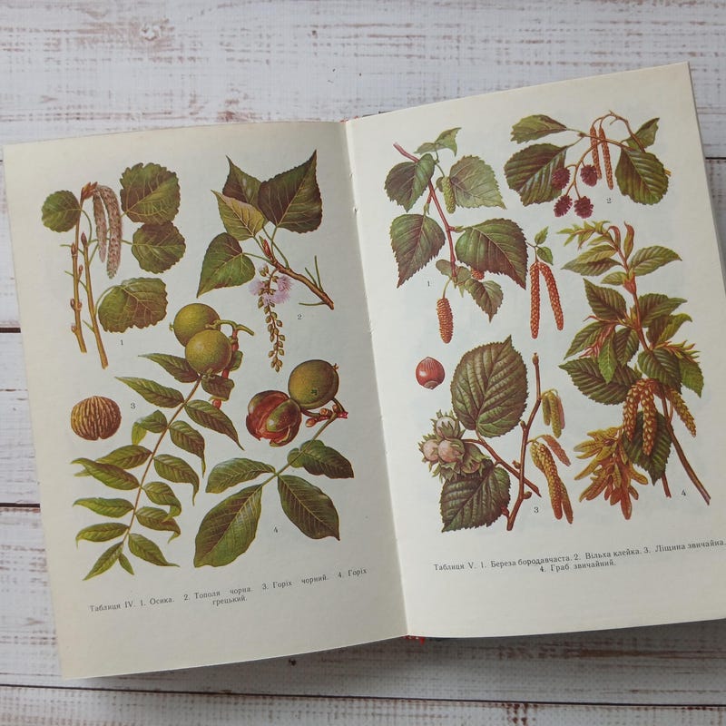 Botanical Book Plate - Etsy