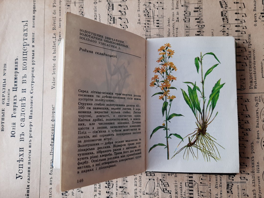 Vintage Botanical Book With Color Drawings Forest Herbaceous - Etsy