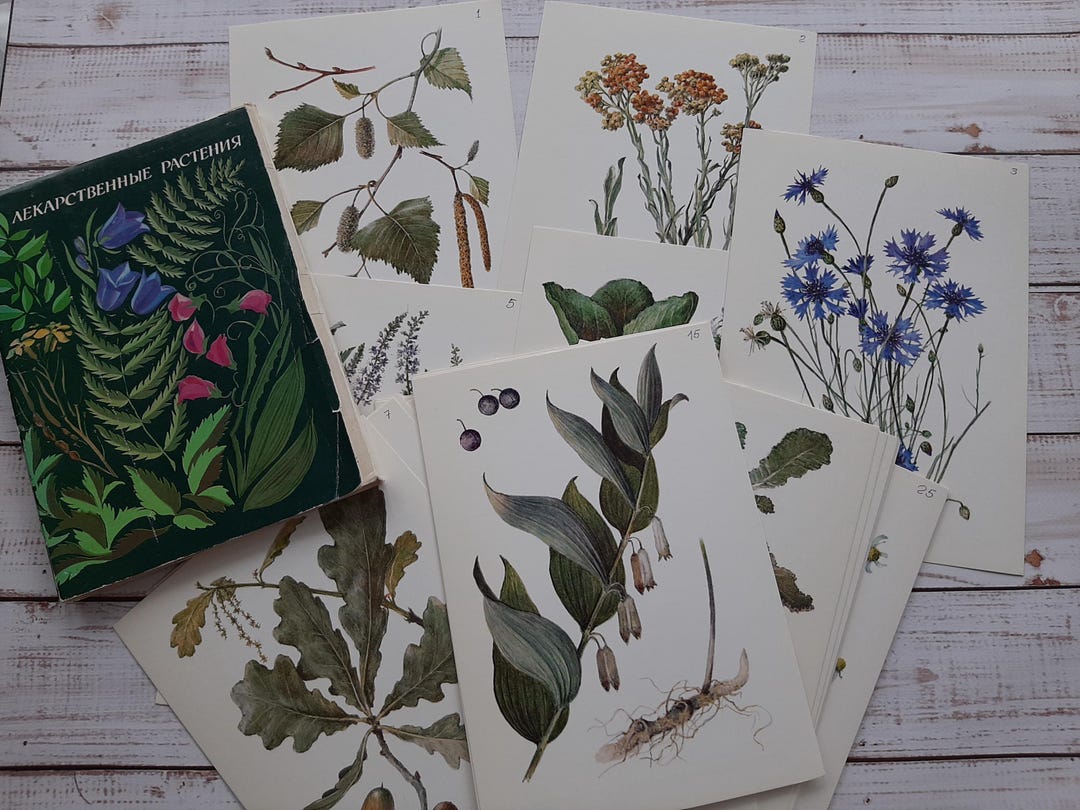 Vintage Botanical Postcards Set of 32 - Wild Flower Illustration ...