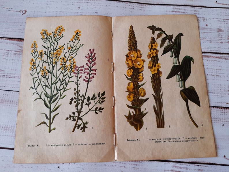 Vintage Botanical Book Pages 8 Double Pages Medicinal Plants Flower ...