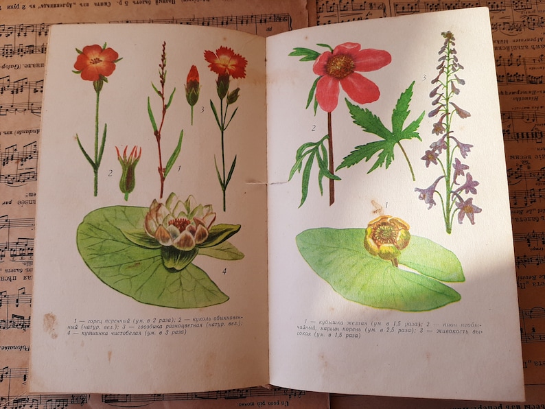 Botanical Vintage Book With Color Drawings and Black and White ...