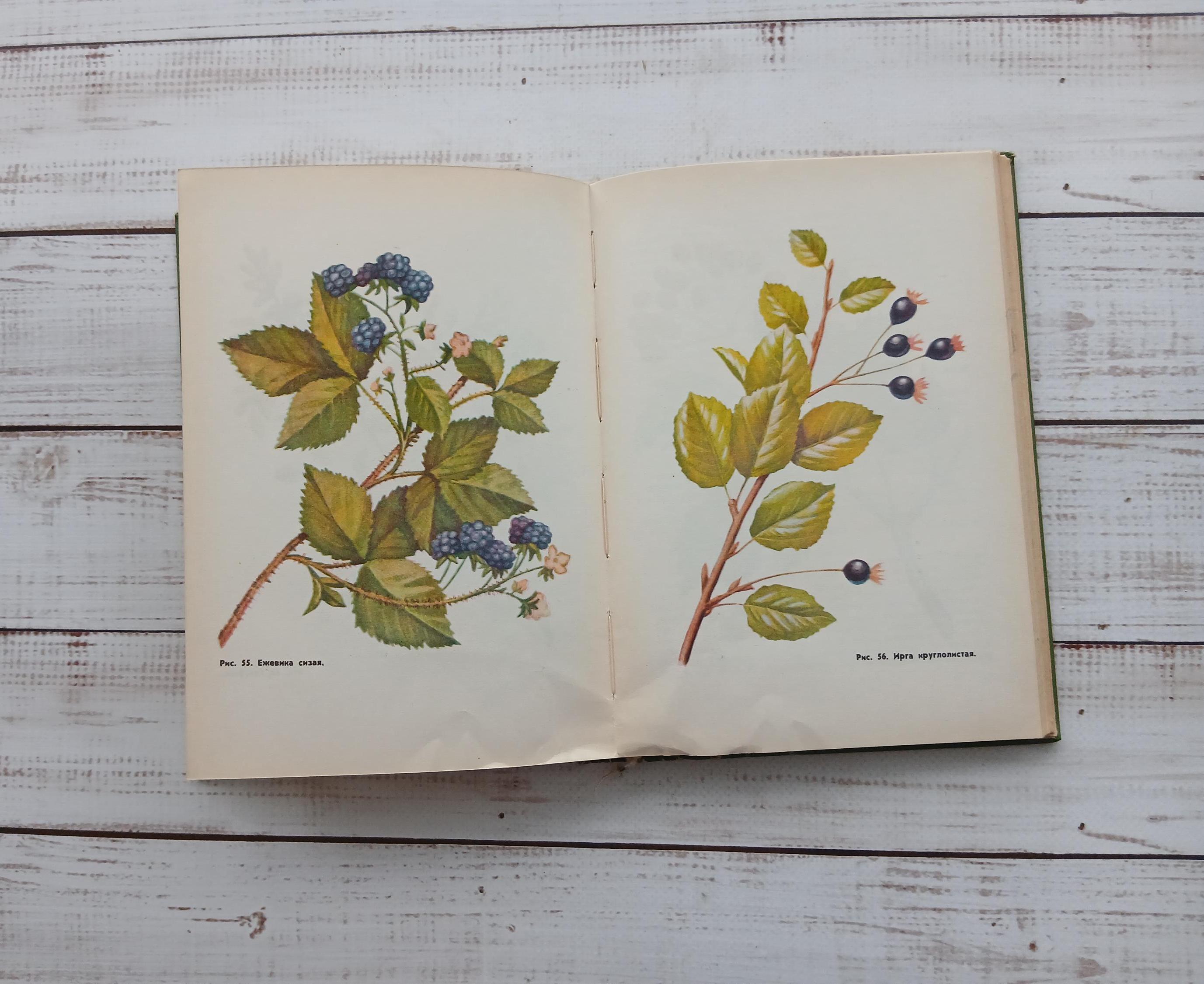 60s Vintage Botanical Book: Color Illustrations of Medicinal Plants - Etsy