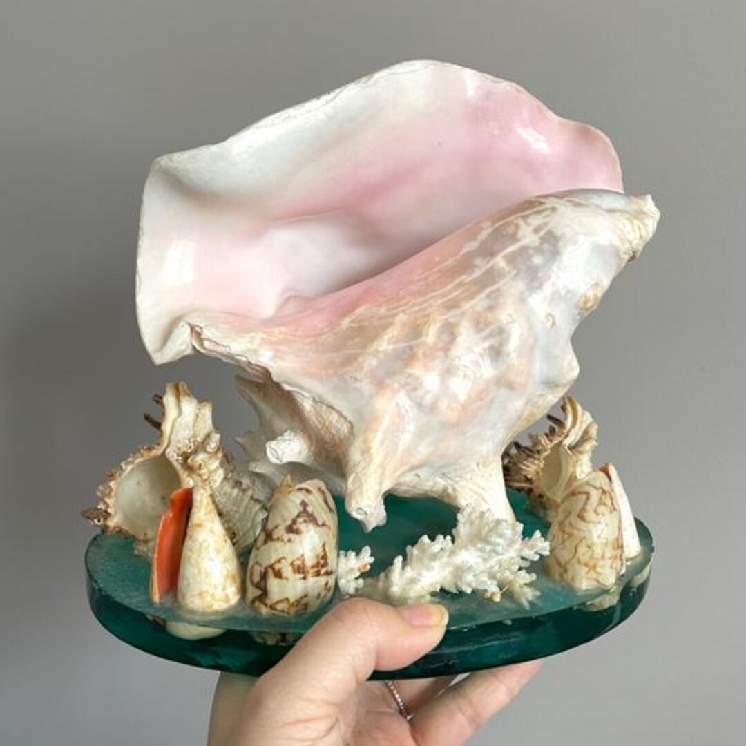 Vintage Seashell Conch Shell TV Lamp - It Works! - Etsy