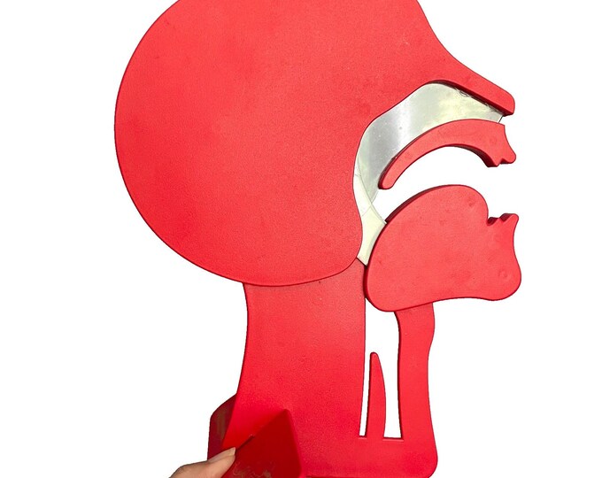 Laerdal Head Section Model, Airway, Head Tilt Chin Lift, First Aid Demo ...
