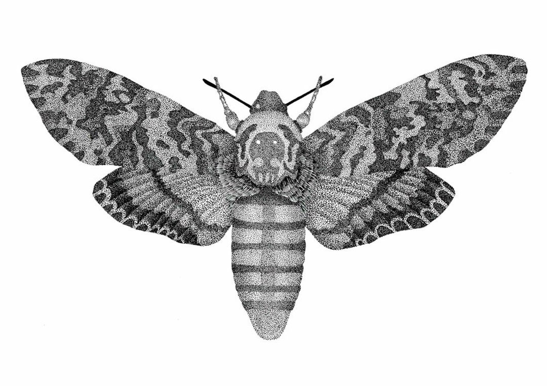 Deaths Head Hawk Moth Print - Etsy