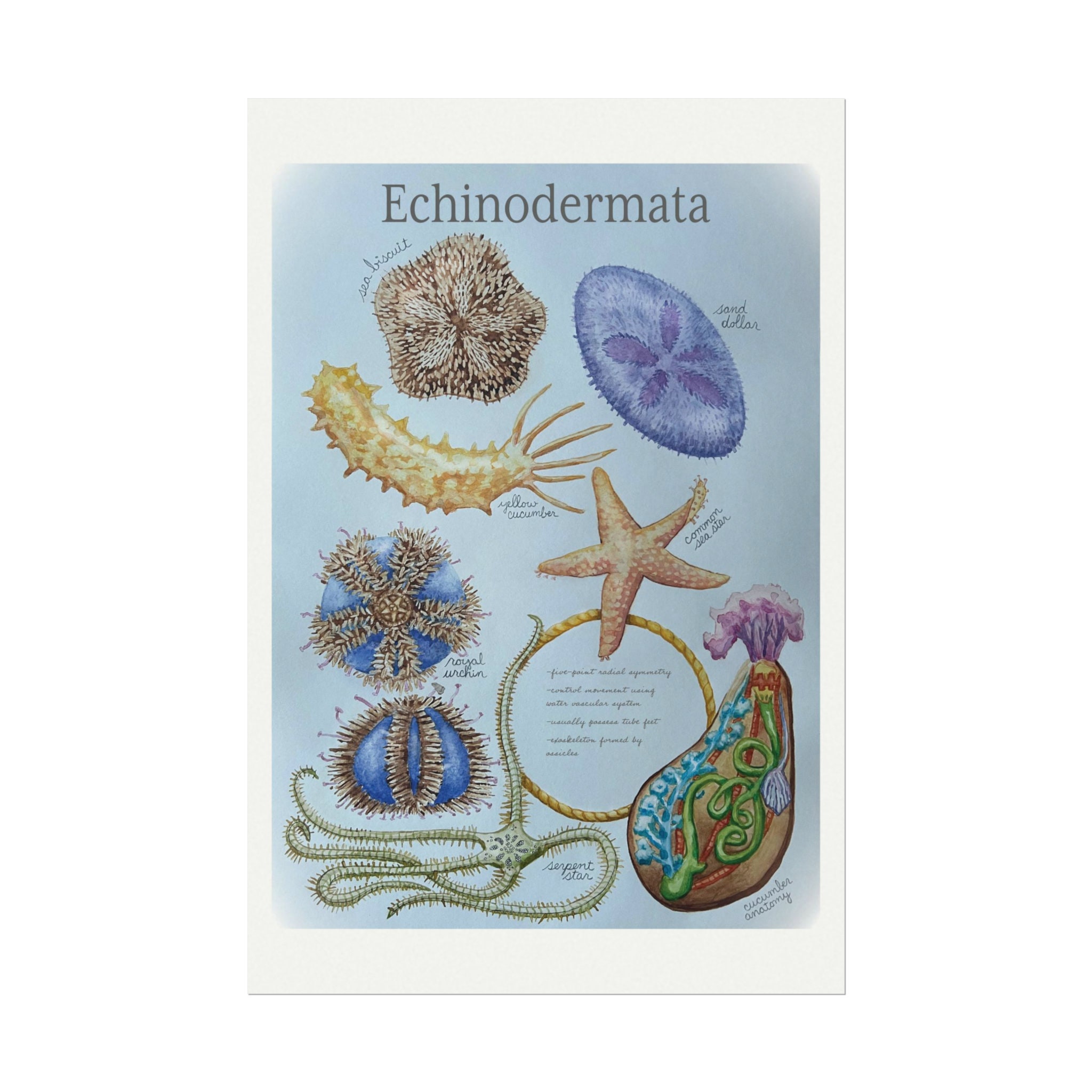 Echinodermata Educational Poster - Etsy