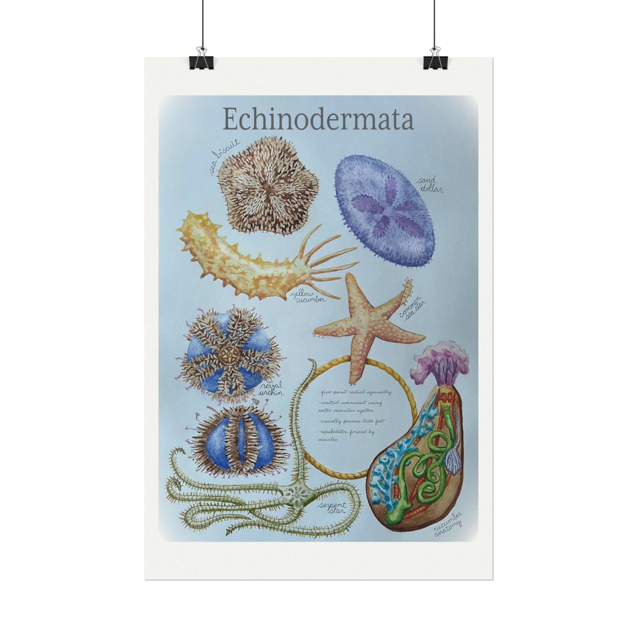 Echinodermata Educational Poster - Etsy