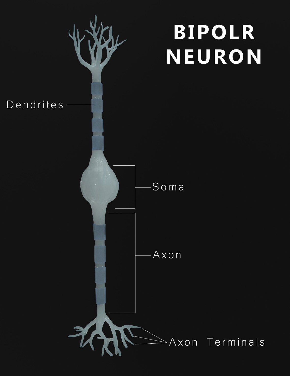 Medical Illustration: Bipolar Neuron Great for Classroom Art | Etsy