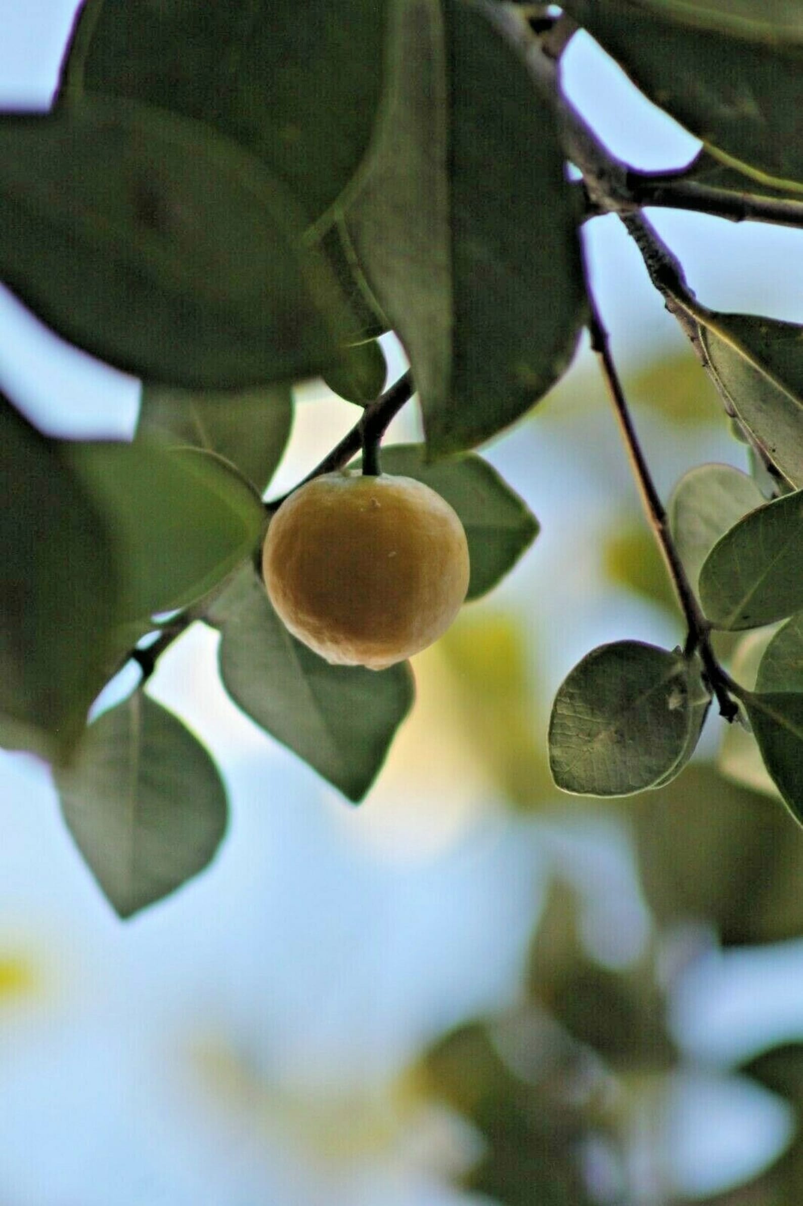 Lemon Guava 3 Tropical Yellow Fruit Tree 7 Inch Cuttings - Etsy