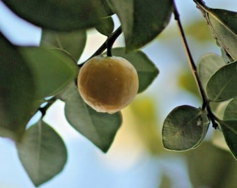 6 8 Inch Tall Hawaiian HALA Tree LIVE PLANT - Etsy