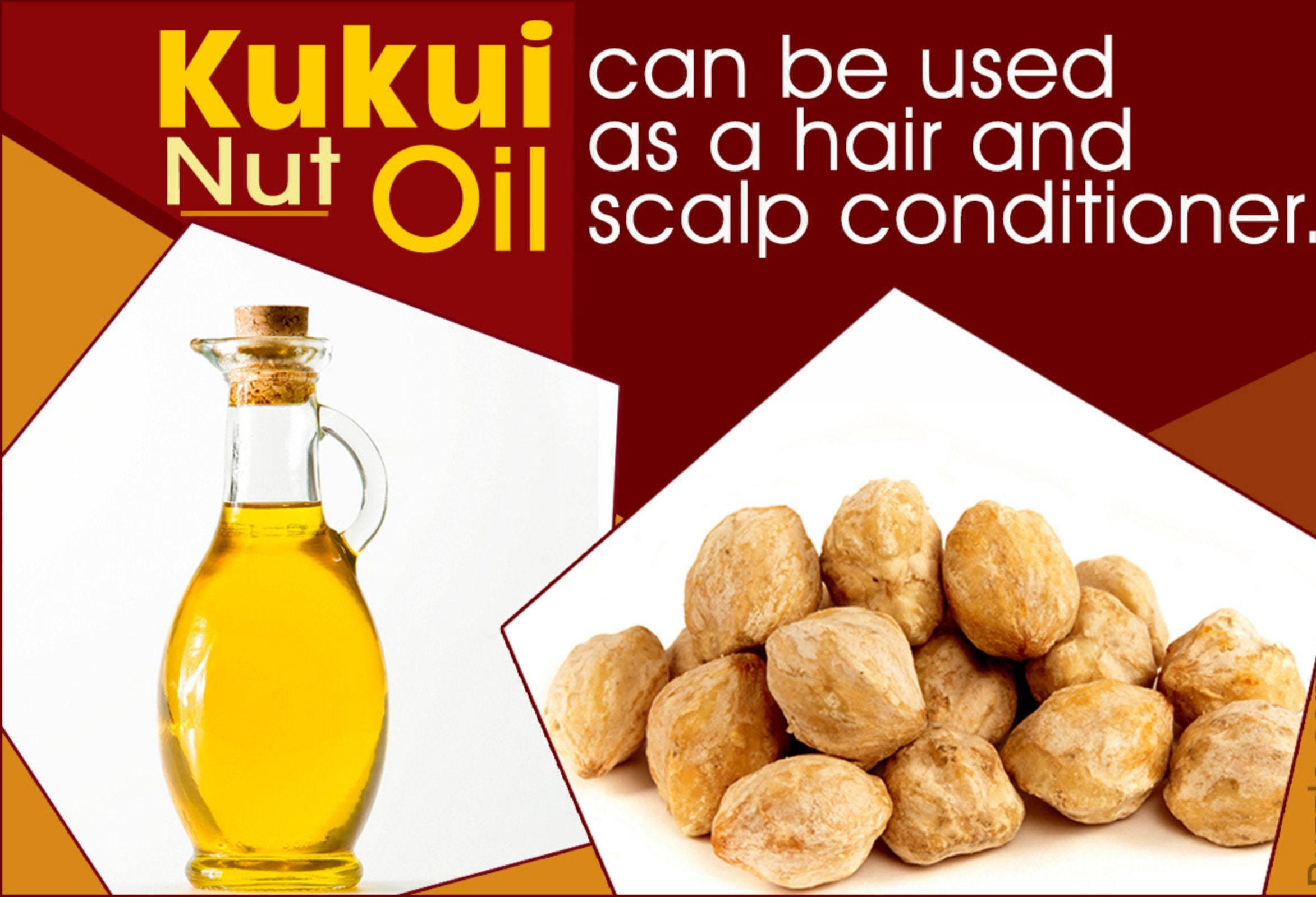 1 foot tall Hawaiian Kukui nut tree Aleurites moluccanus | Etsy