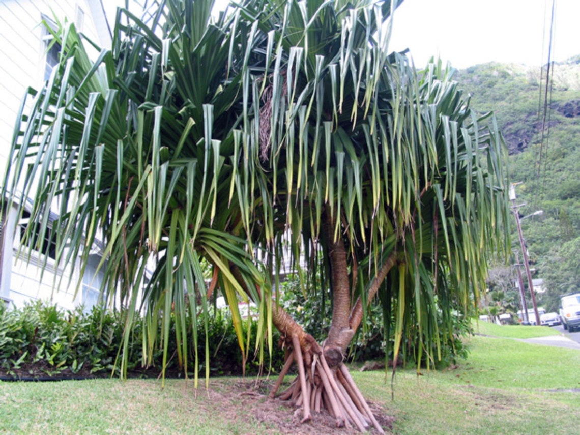 3 Hawaiian HALA Tree Saplings 2 4 Tall LIVE | Etsy
