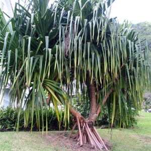 6" - 8" Inch Tall * Hawaiian HALA Tree * LIVE PLANT * Stilt Screw Pine ...