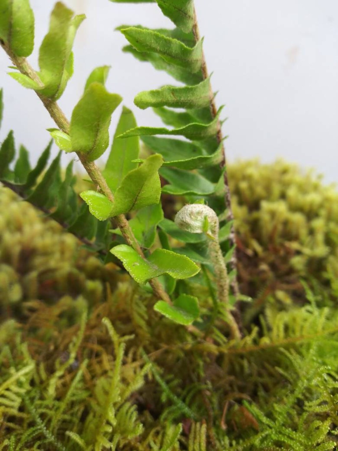 FERN & MOSS Kit for Terrarium - Vivarium * Fairy Gardens - Reptiles ...