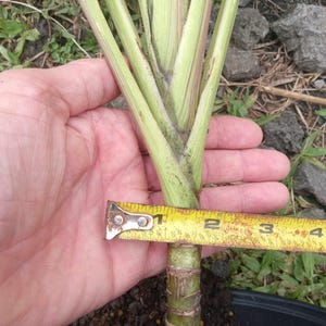 Rare 2-3 Foot Tall * Large Sherbert Ti Leaf Plant * Cordyline * From ...