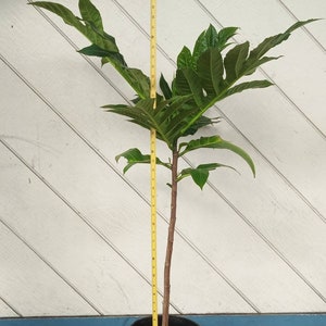 Air-layered Samoan Ma 'afala Breadfruit Tree *3 Ft Tall * Ulu Fruit ...