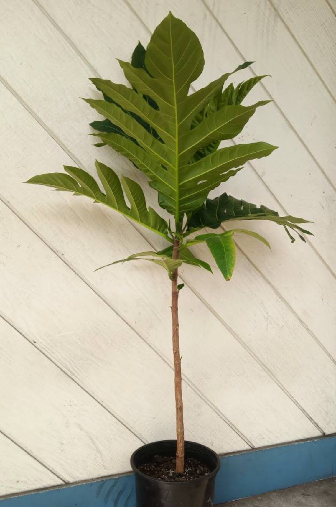 Air-layered Samoan Ma 'afala Breadfruit Tree 3 Ft Tall - Etsy