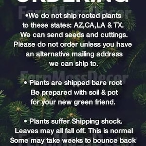Rare 2-3 Foot Tall * Large Sherbert Ti Leaf Plant * Cordyline * From ...