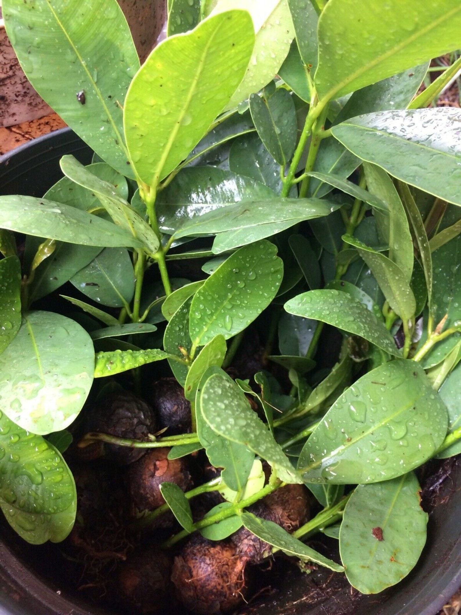 4 6 Tall Hawaiian True Kamani Nut Tree - Etsy