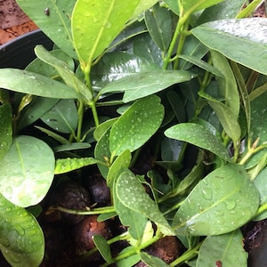 4" - 6" Tall * Hawaiian True Kamani Nut Tree * Calophyllum Inophyllum ...